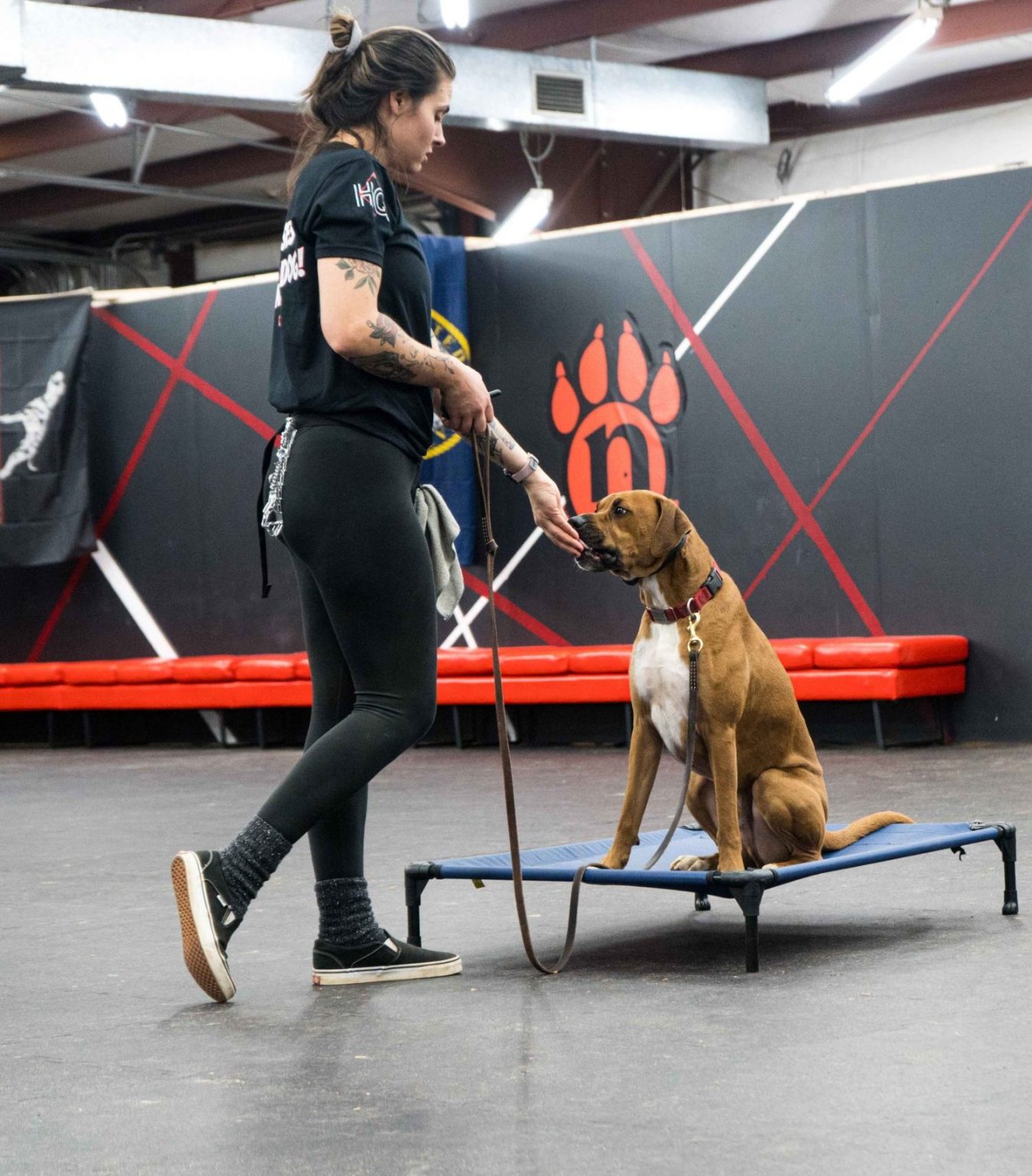 Dog Training in Virginia | Adult Dog Training Classes