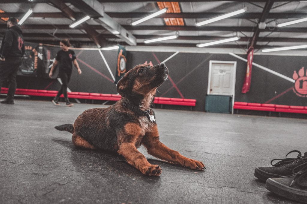 Join The Team | Dog Training Business | Next-Door K9 Solutions