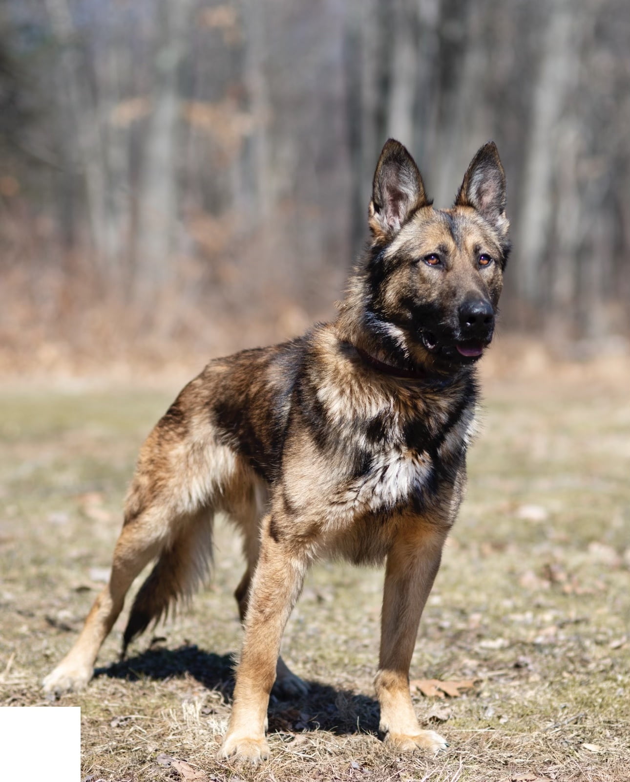 Protection Dogs | High Quality Family Protection Dogs